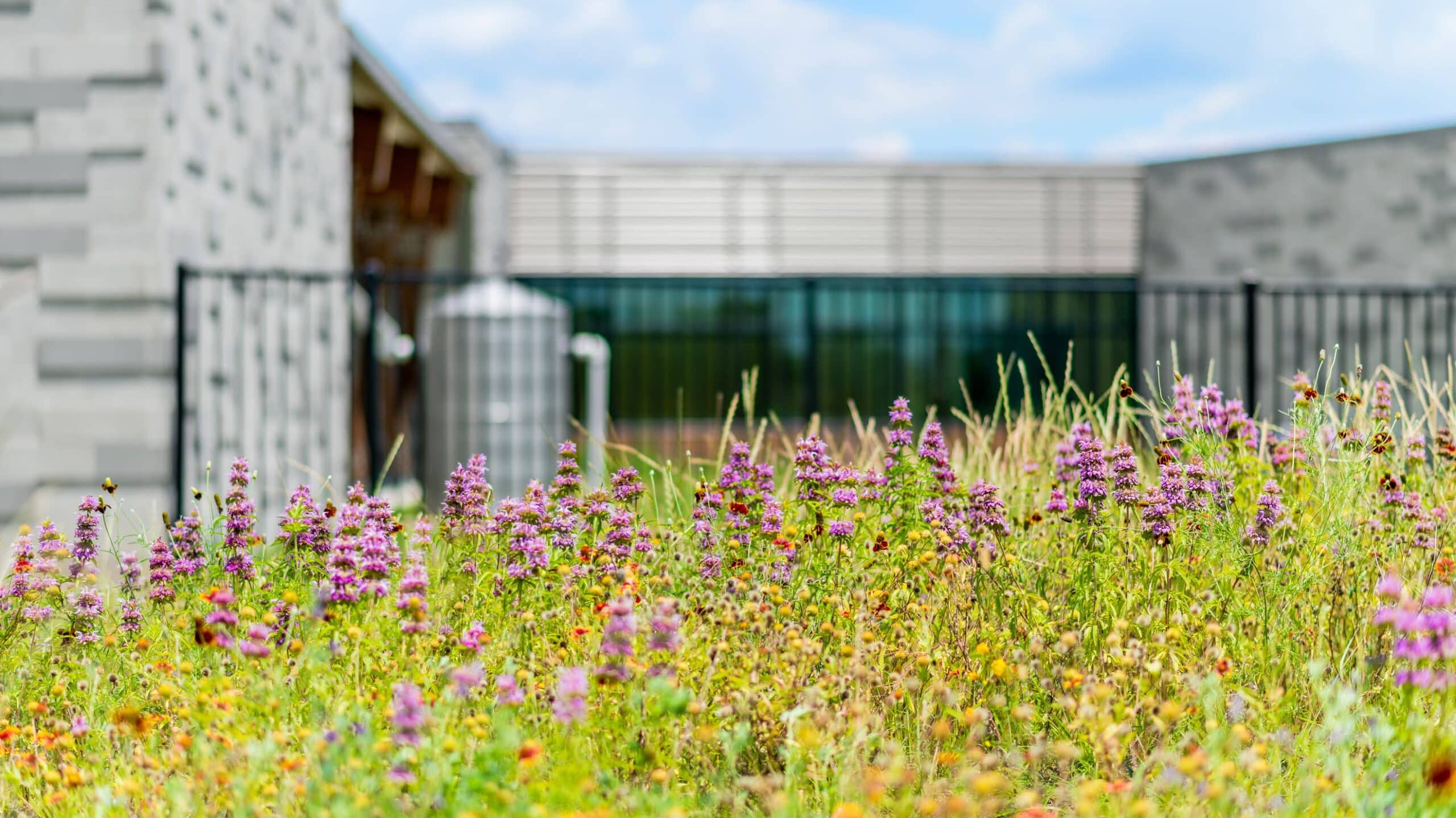 Little school on the prairie: How keeping school land wild can combat ...